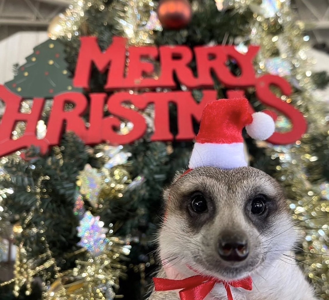 🎁MerryXmas＃2🦌 - ZOOKISS