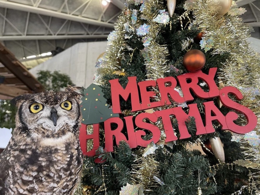 🎁MerryXmas＃2🦌 - ZOOKISS